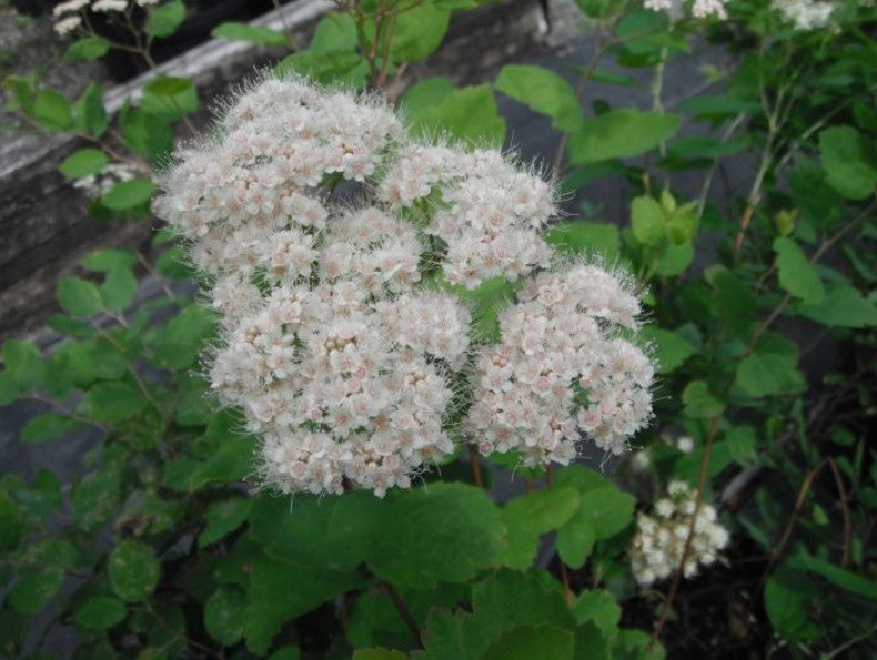 Birch Leaf Spirea — Splitrock Environmental