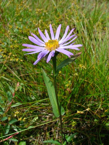 Leafy Aster — Splitrock Environmental