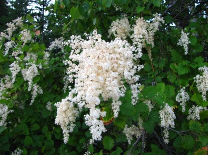 Ocean Spray — Splitrock Environmental