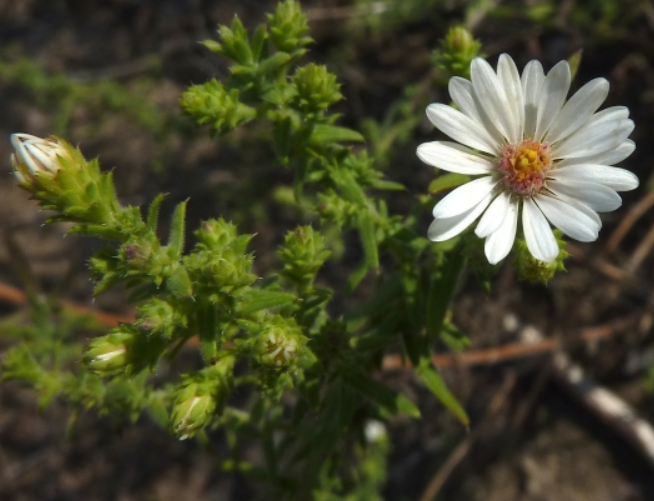 Tufted Prarie Aster — Splitrock Environmental