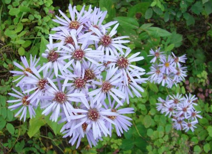 Showy Aster — Splitrock Environmental