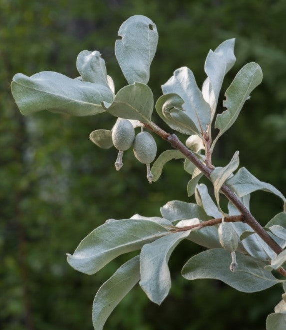 Wolf Willow — Splitrock Environmental