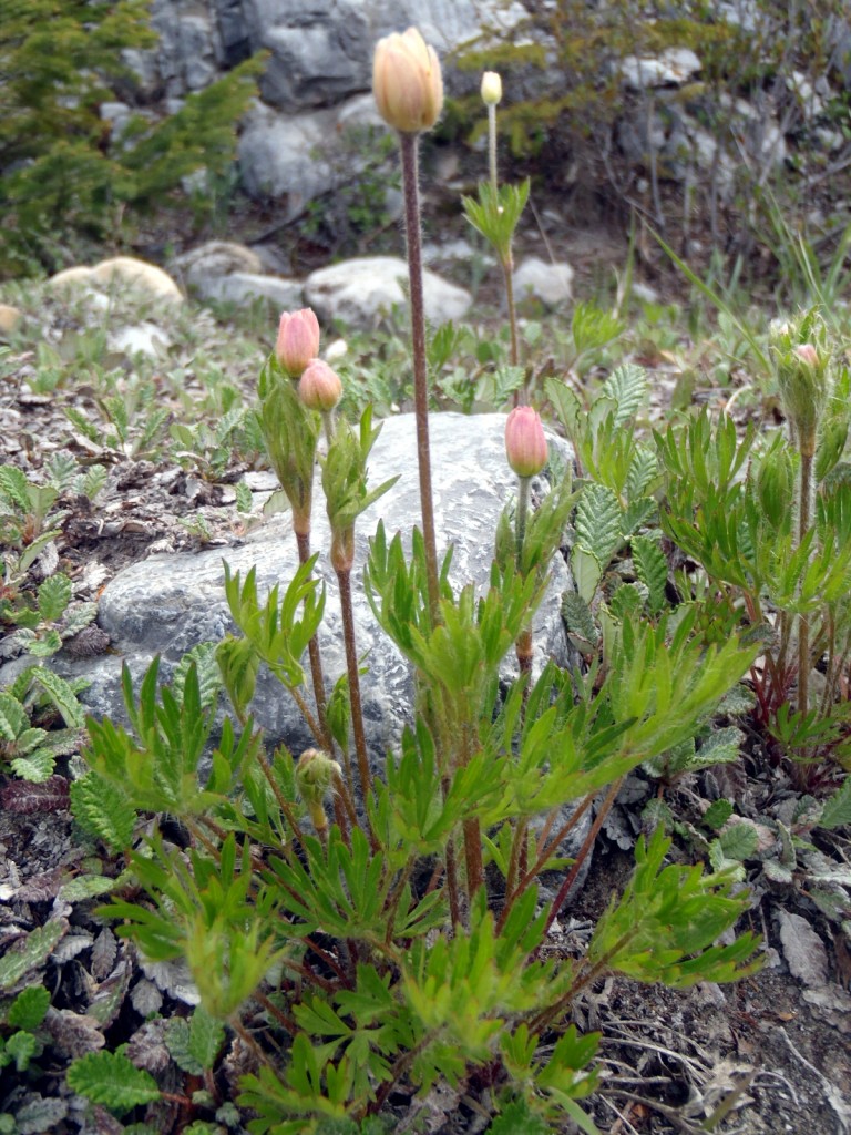 Cut-Leaf Anemone — Splitrock Environmental