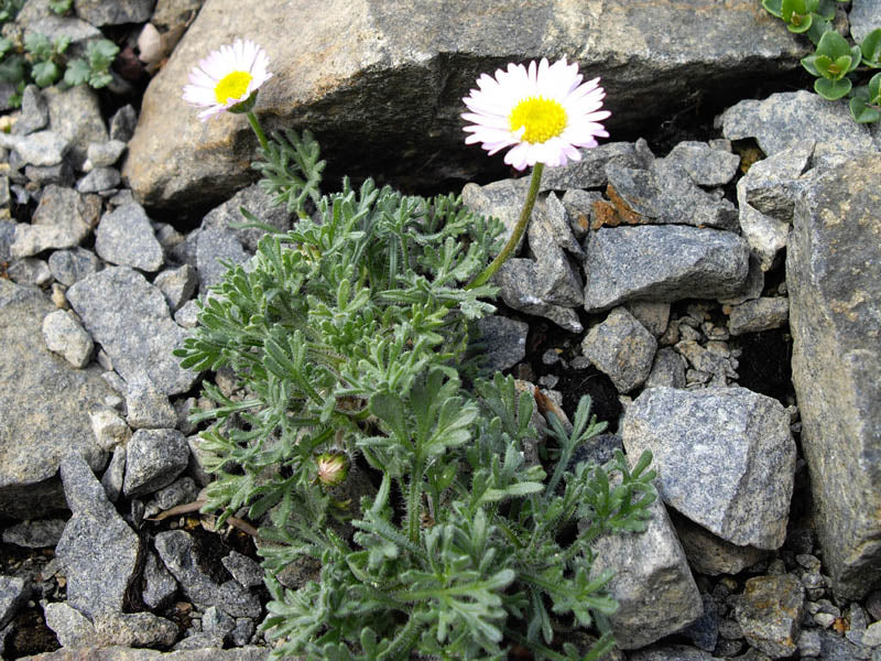 Cut-Leaved Daisy — Splitrock Environmental