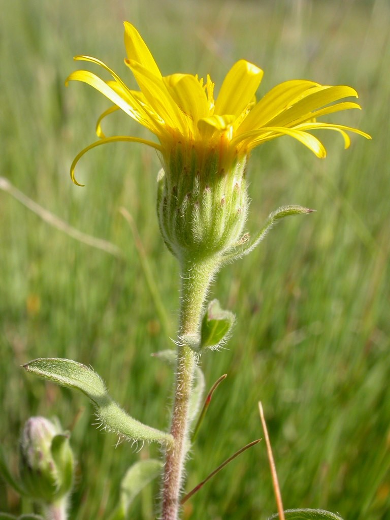 Golden-Aster — Splitrock Environmental