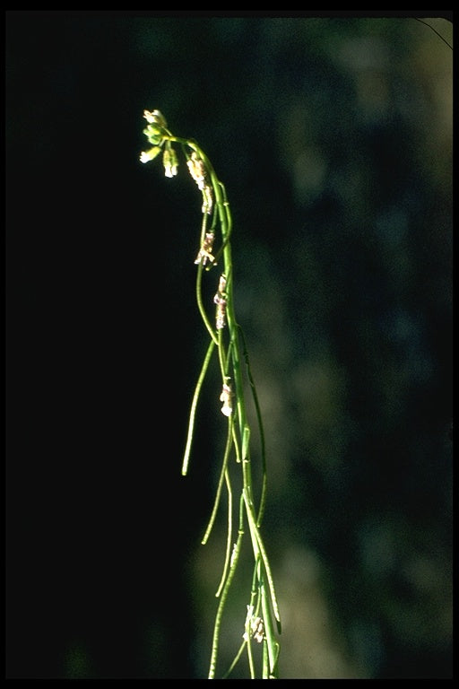 Holboell's Rockcress — Splitrock Environmental