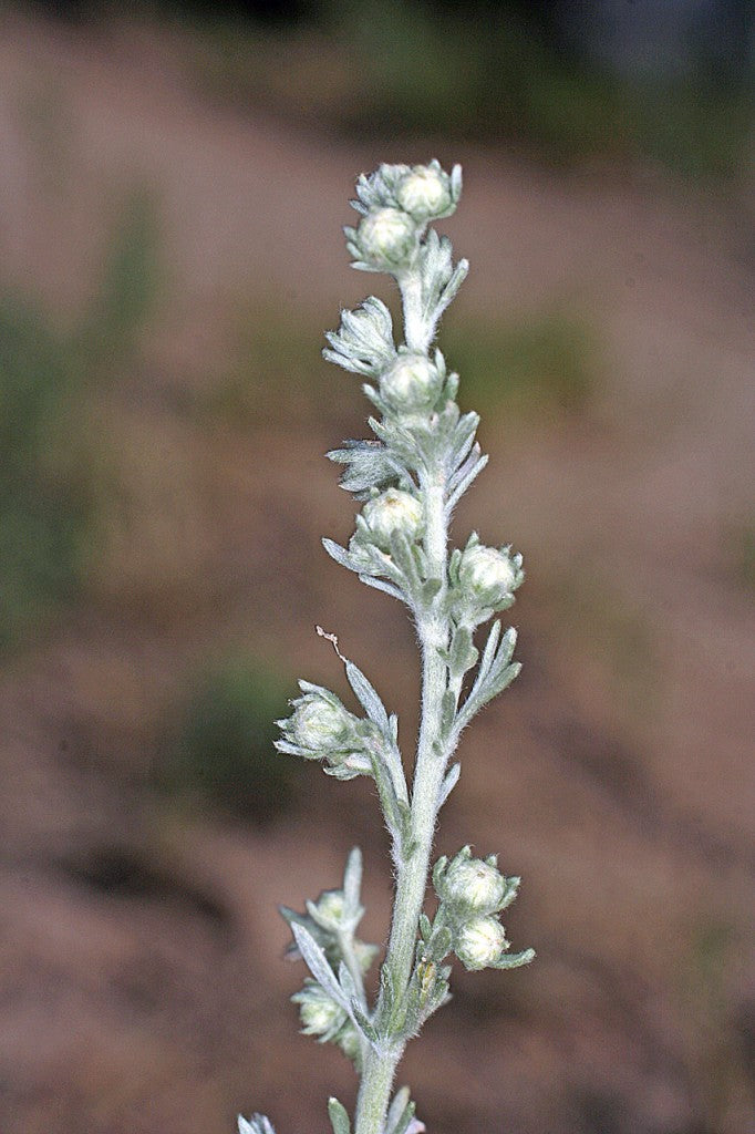 Pasture Sage — Splitrock Environmental
