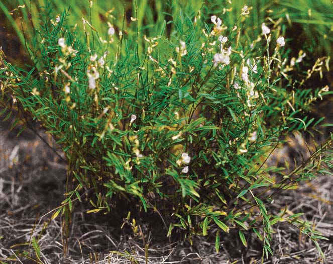 Timber Milk-Vetch — Splitrock Environmental