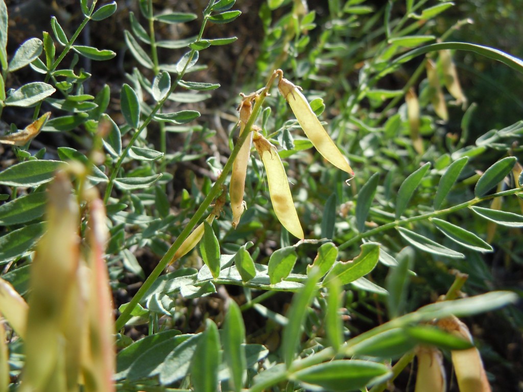 Timber Milk-Vetch — Splitrock Environmental