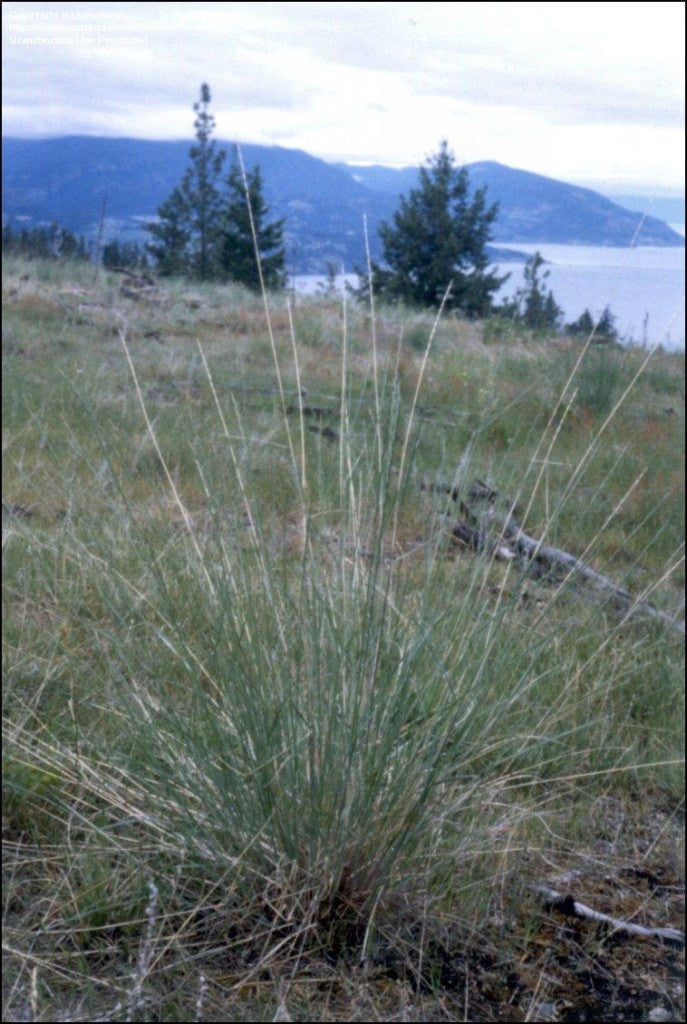 Bluebunch Wheatgrass — Splitrock Environmental