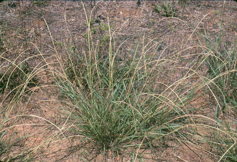 Sand Dropseed — Splitrock Environmental