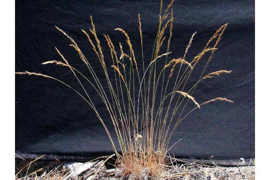 Sandberg Bluegrass — Splitrock Environmental