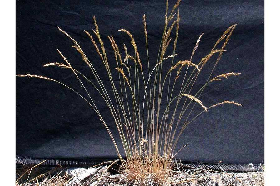 Native Plants — Splitrock Environmental