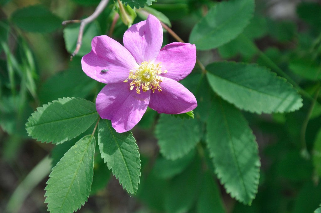 Prairie Rose (qel’q) — Splitrock Environmental
