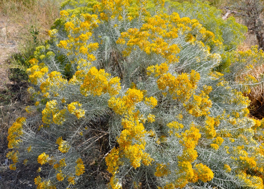 Rabbit-Brush (p’u7tn’álhp) — Splitrock Environmental
