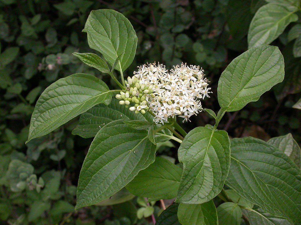 Red-Osier Dogwood — Splitrock Environmental