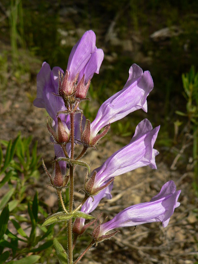 Shrubby Penstemon (sagsásegt) — Splitrock Environmental